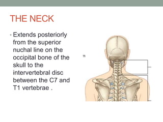 Deep cervical fascia.-2pptx.pptx