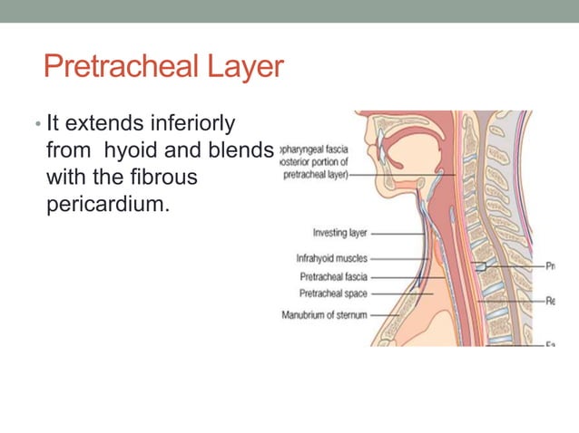 Deep cervical fascia.-2pptx.pptx