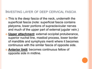 Deep Cervical fascia.pptx