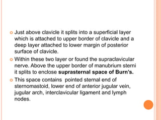 Deep Cervical fascia.pptx