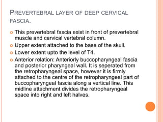Deep Cervical fascia.pptx
