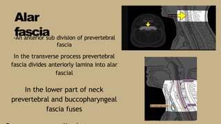 DEEP CERVICAL FASCIA anatomy long answer.pptx