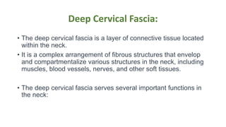 Deep Cervical fascia-Scribd.pptx