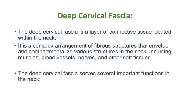 Deep Cervical fascia-Scribd.pptx