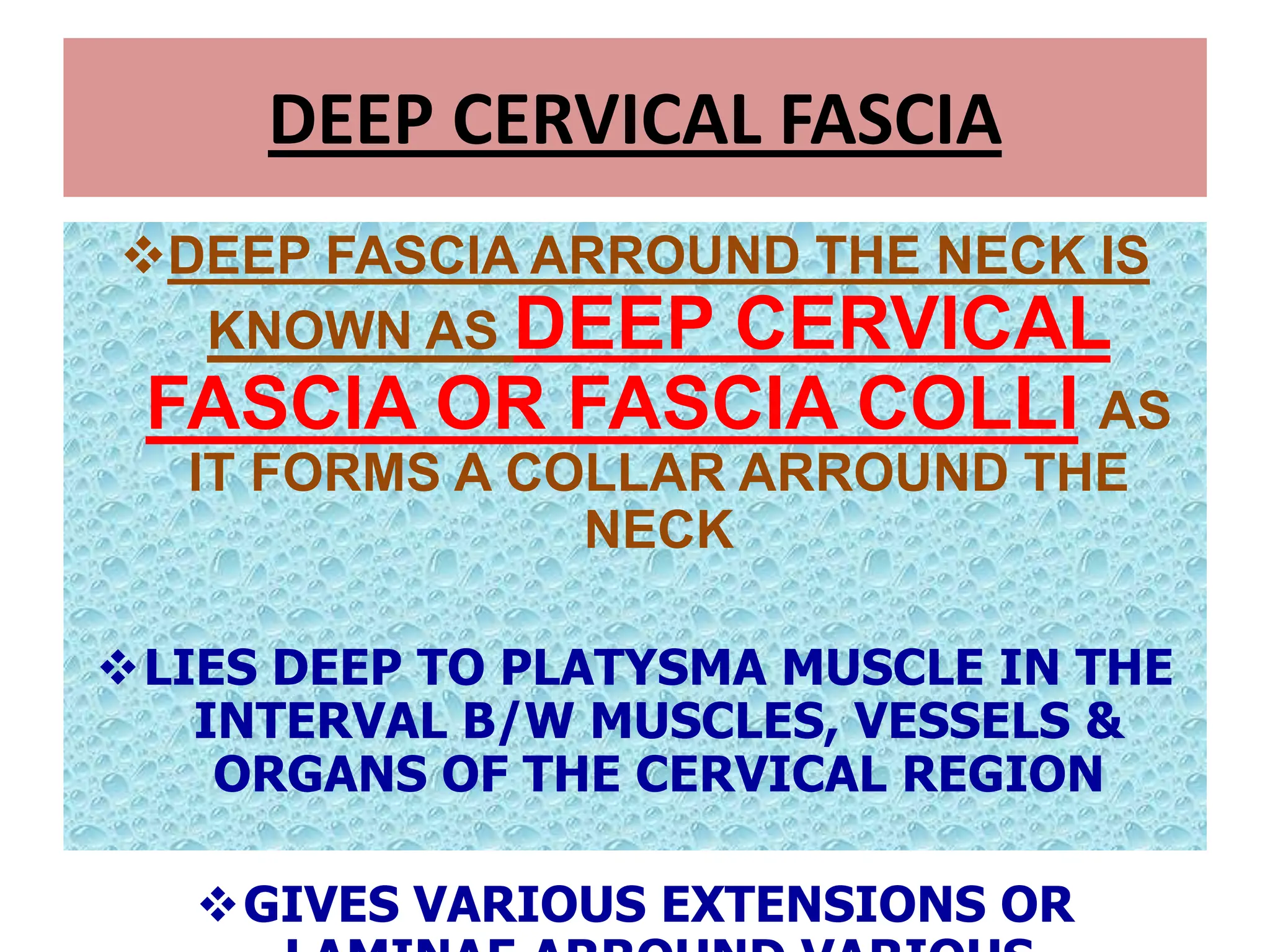 deepcervicalfasciafasciacolli-101219223301-phpapp01.pdf