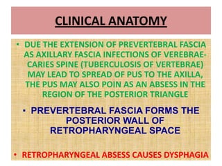 deepcervicalfasciafasciacolli-101219223301-phpapp01.pdf
