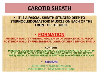 deepcervicalfasciafasciacolli-101219223301-phpapp01.pdf