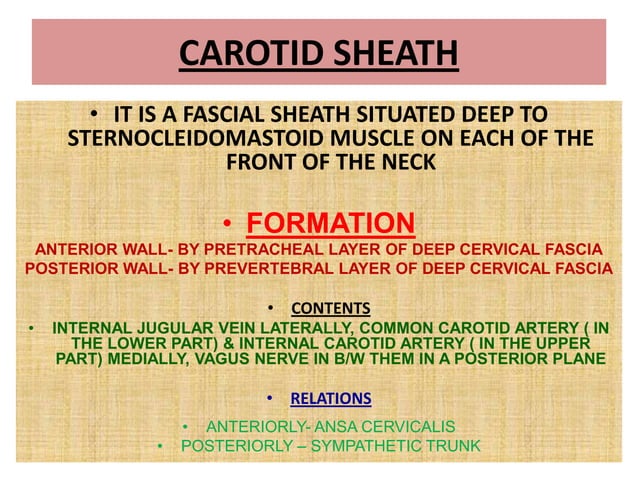 deepcervicalfasciafasciacolli-101219223301-phpapp01.pdf