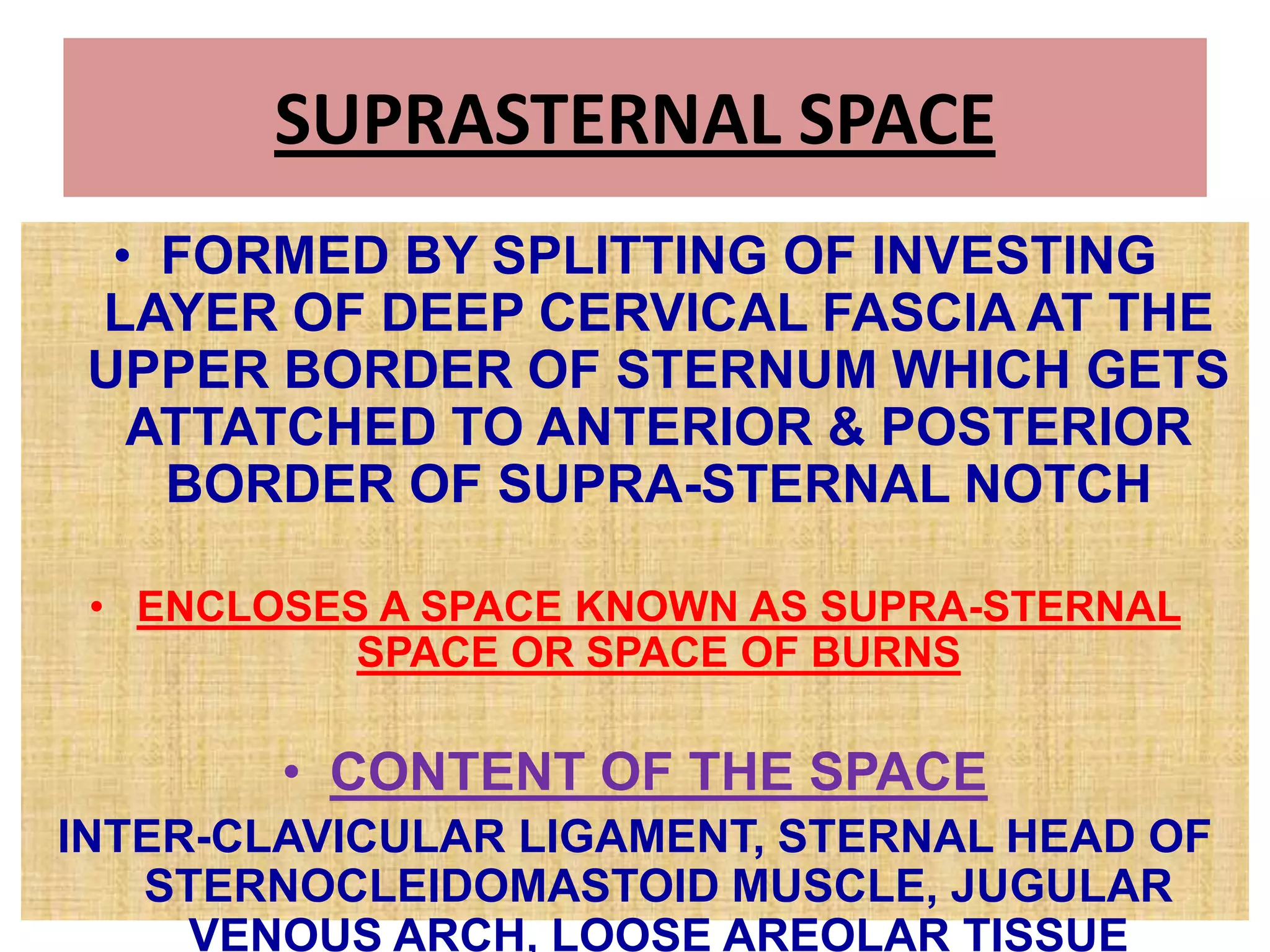 Deep cervical fascia (fascia colli) | PPTX