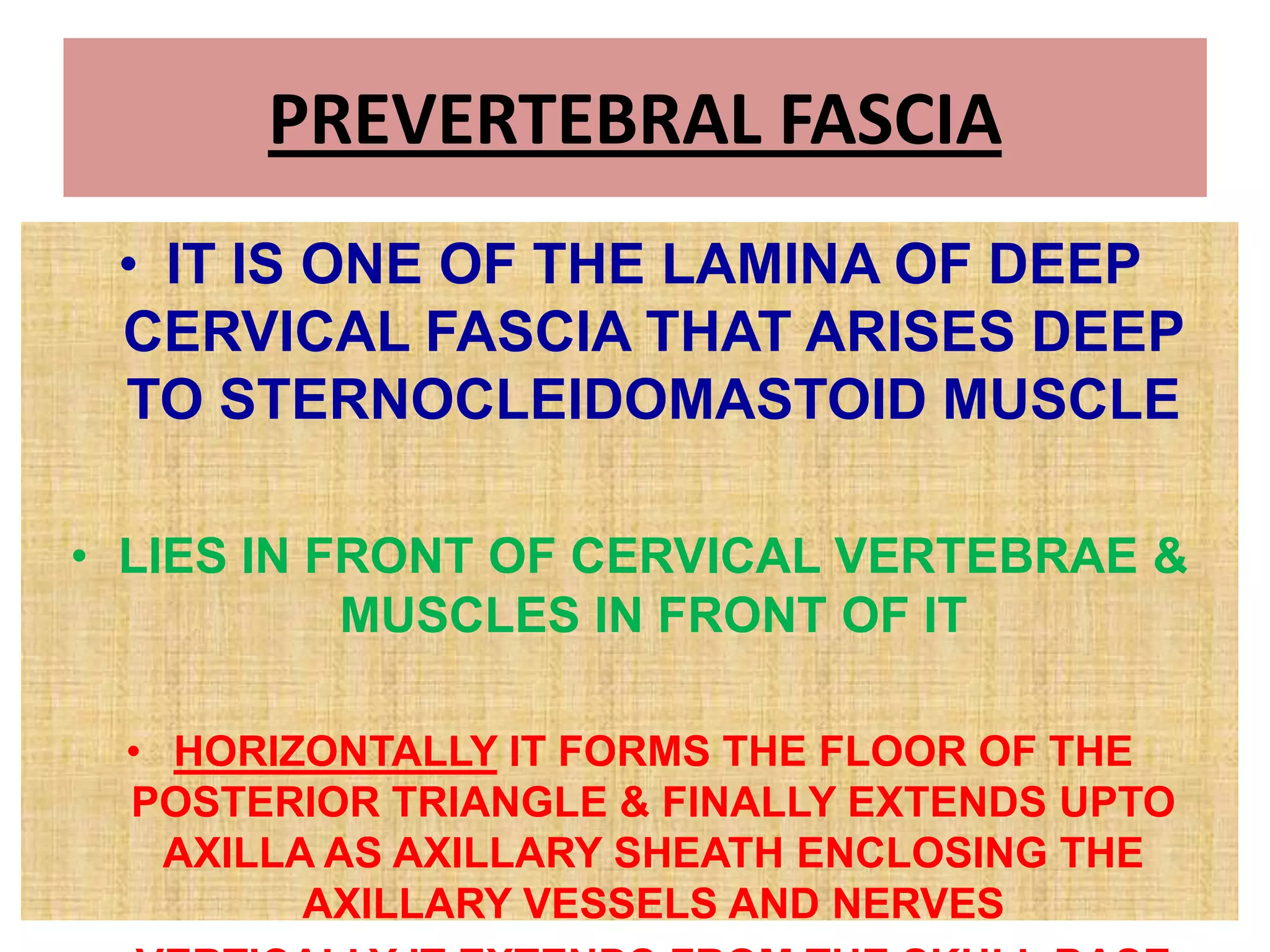 Deep cervical fascia (fascia colli) | PPTX