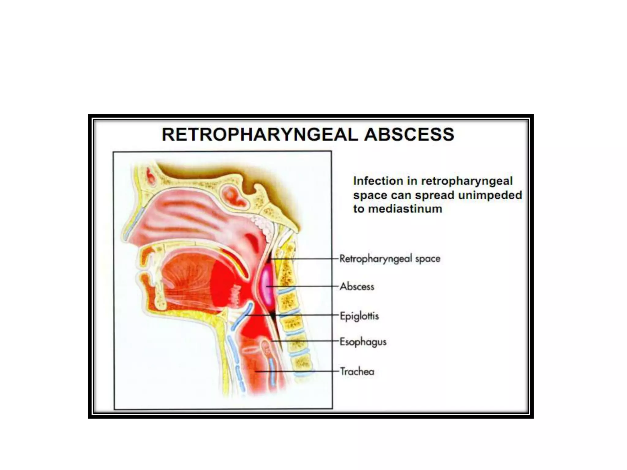 Deep cervical fascia (fascia colli) | PPTX