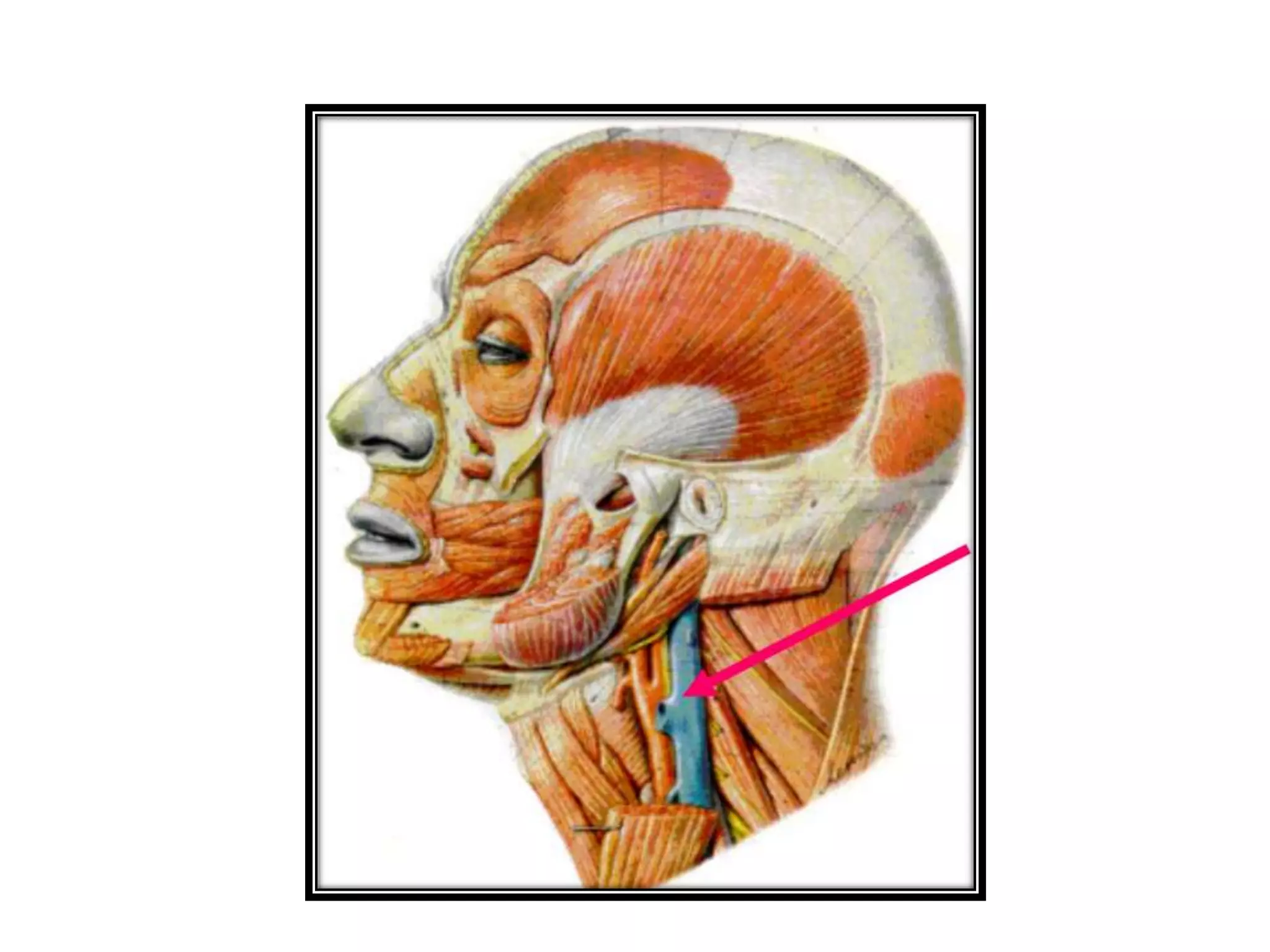 Deep cervical fascia (fascia colli) | PPTX