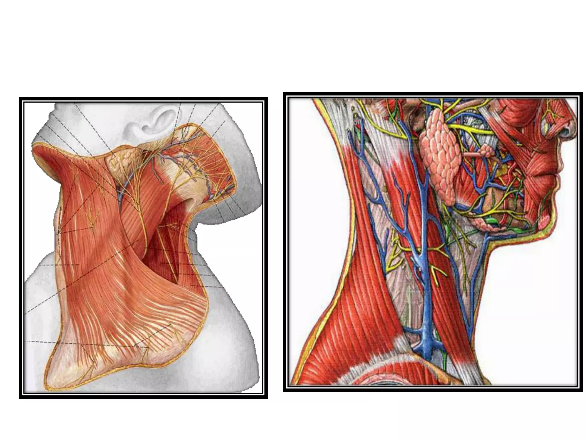 Deep cervical fascia (fascia colli) | PPTX
