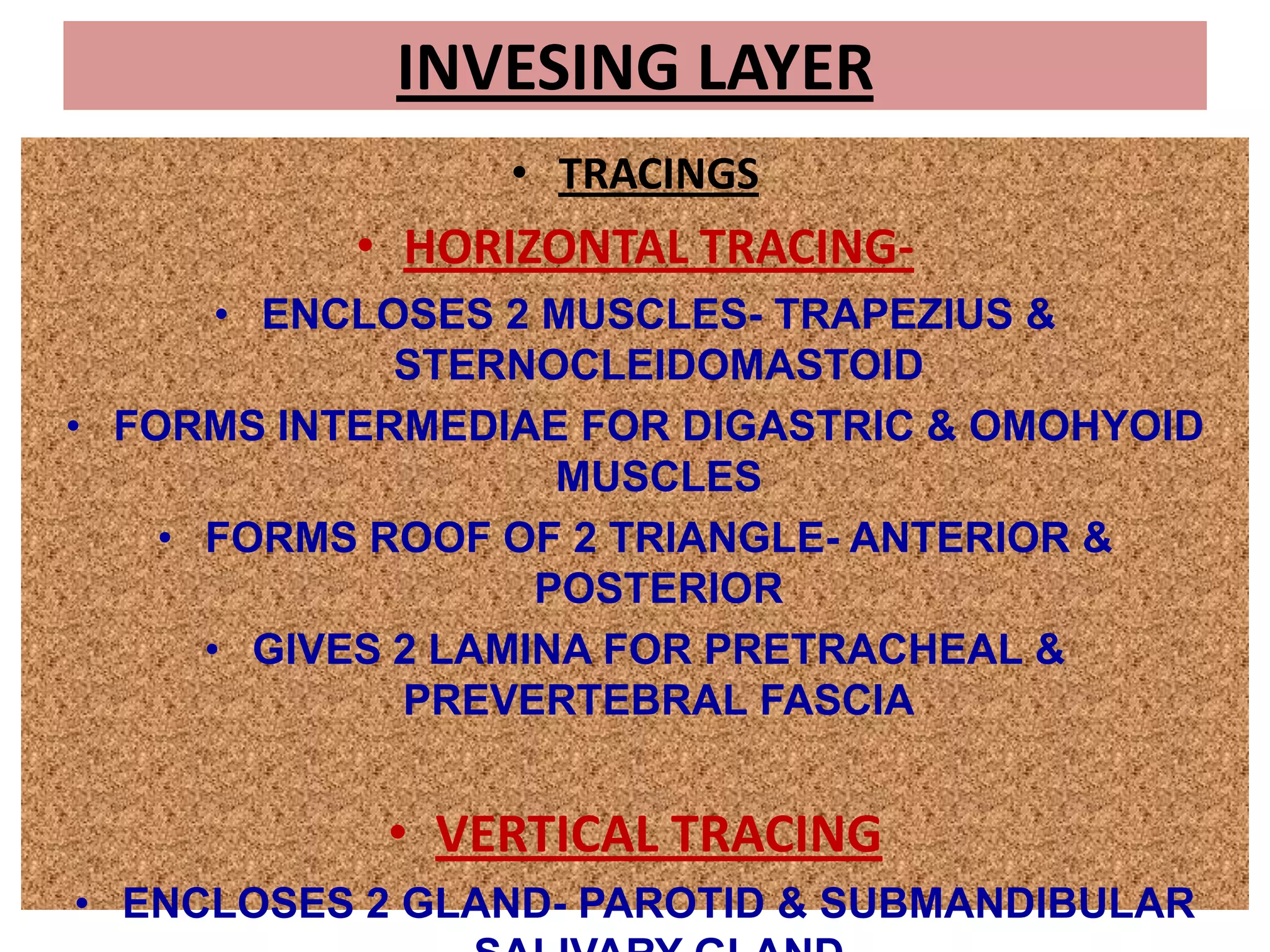 Deep cervical fascia (fascia colli) | PPTX