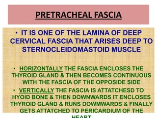 Deep cervical fascia (fascia colli) | PPTX