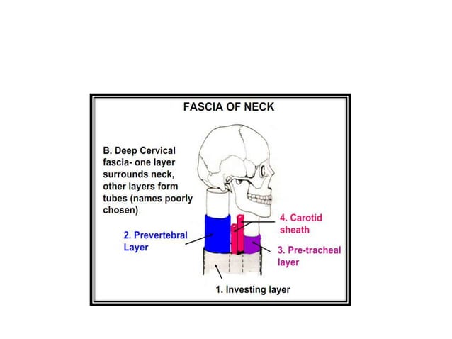 Deep cervical fascia (fascia colli) | PPTX | Thyroid Disorders ...