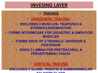 Deep cervical fascia (fascia colli) | PPTX