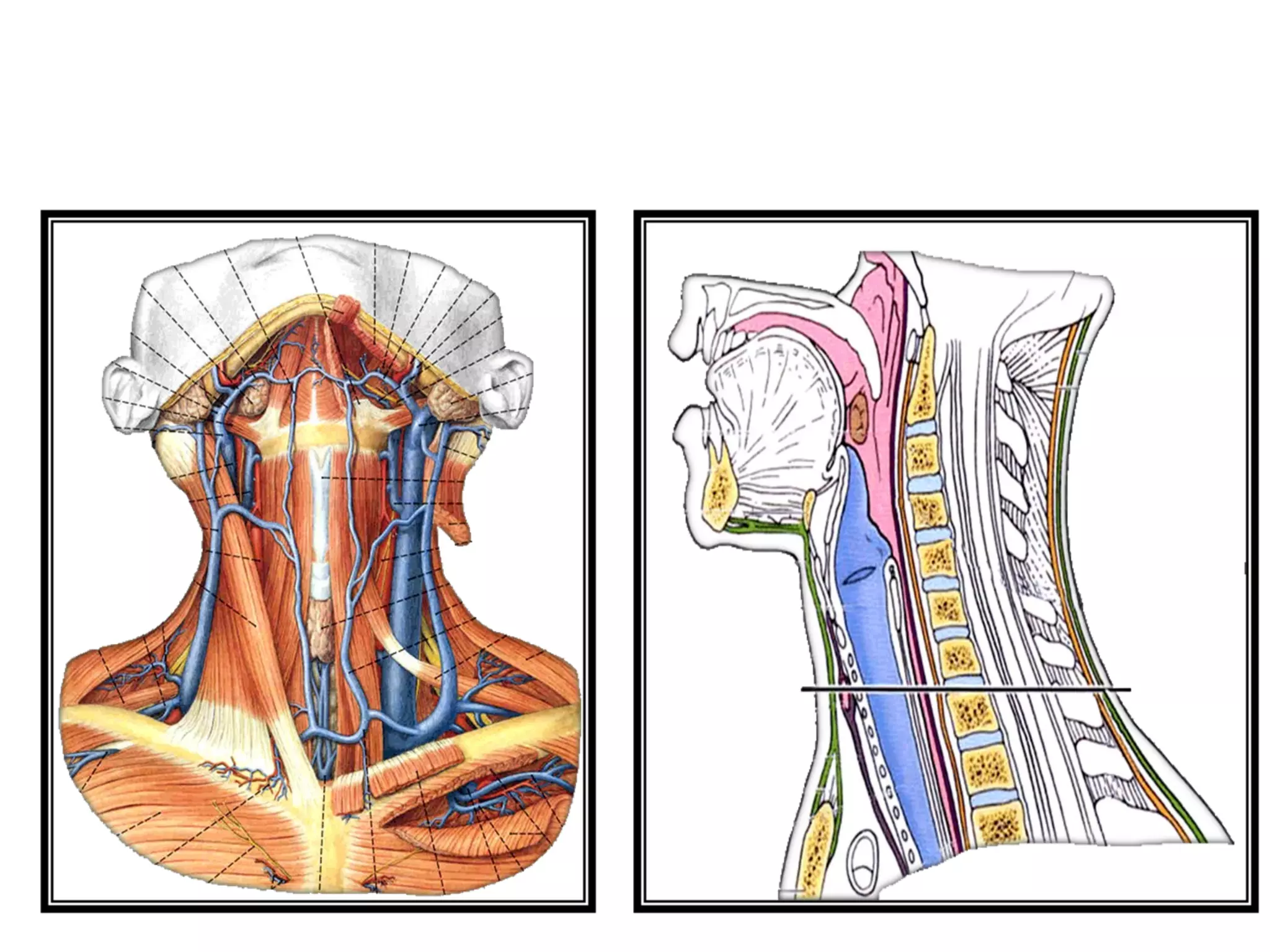 Deep cervical fascia (fascia colli) | PPT