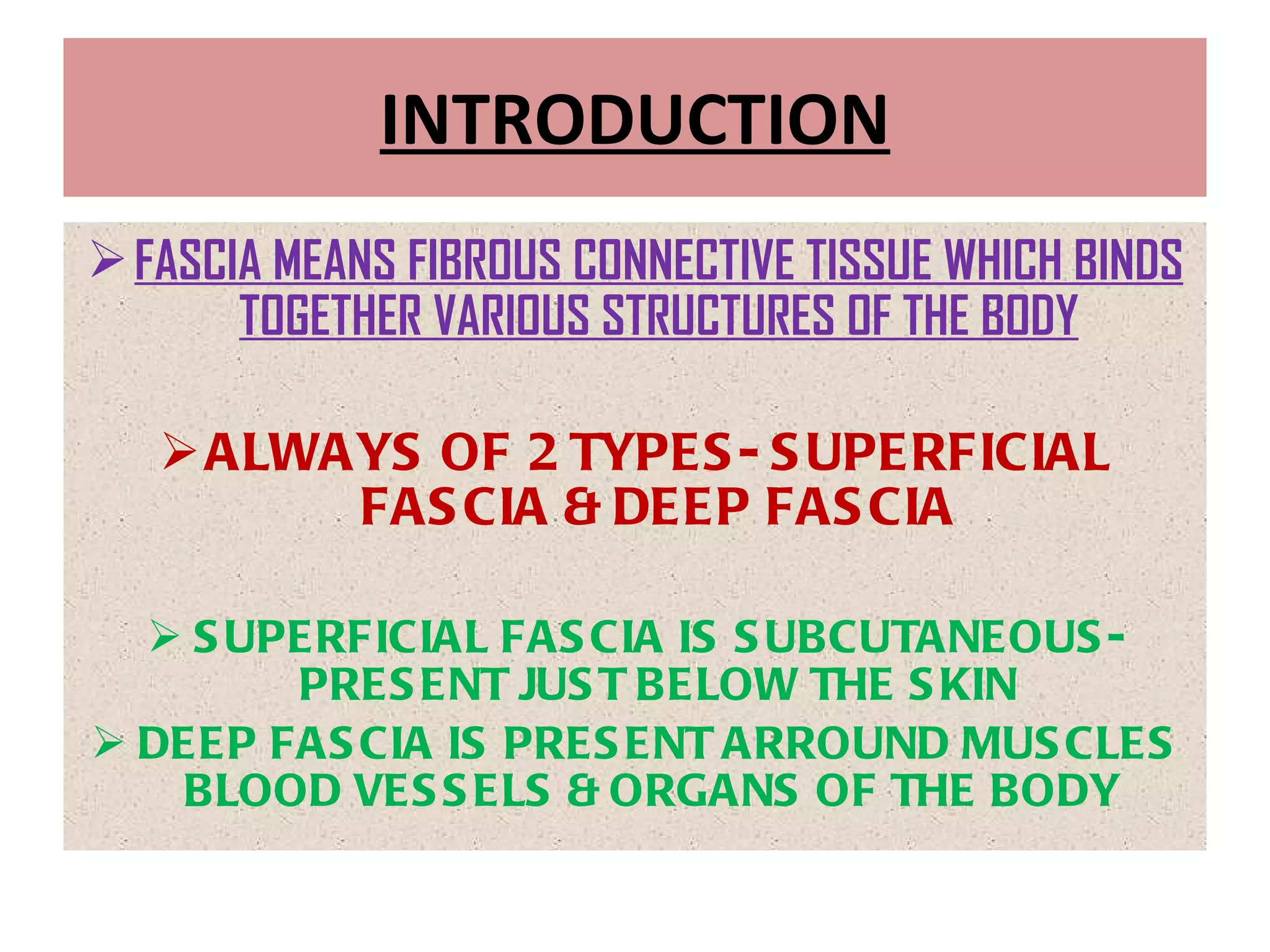 Deep cervical fascia (fascia colli) | PPT