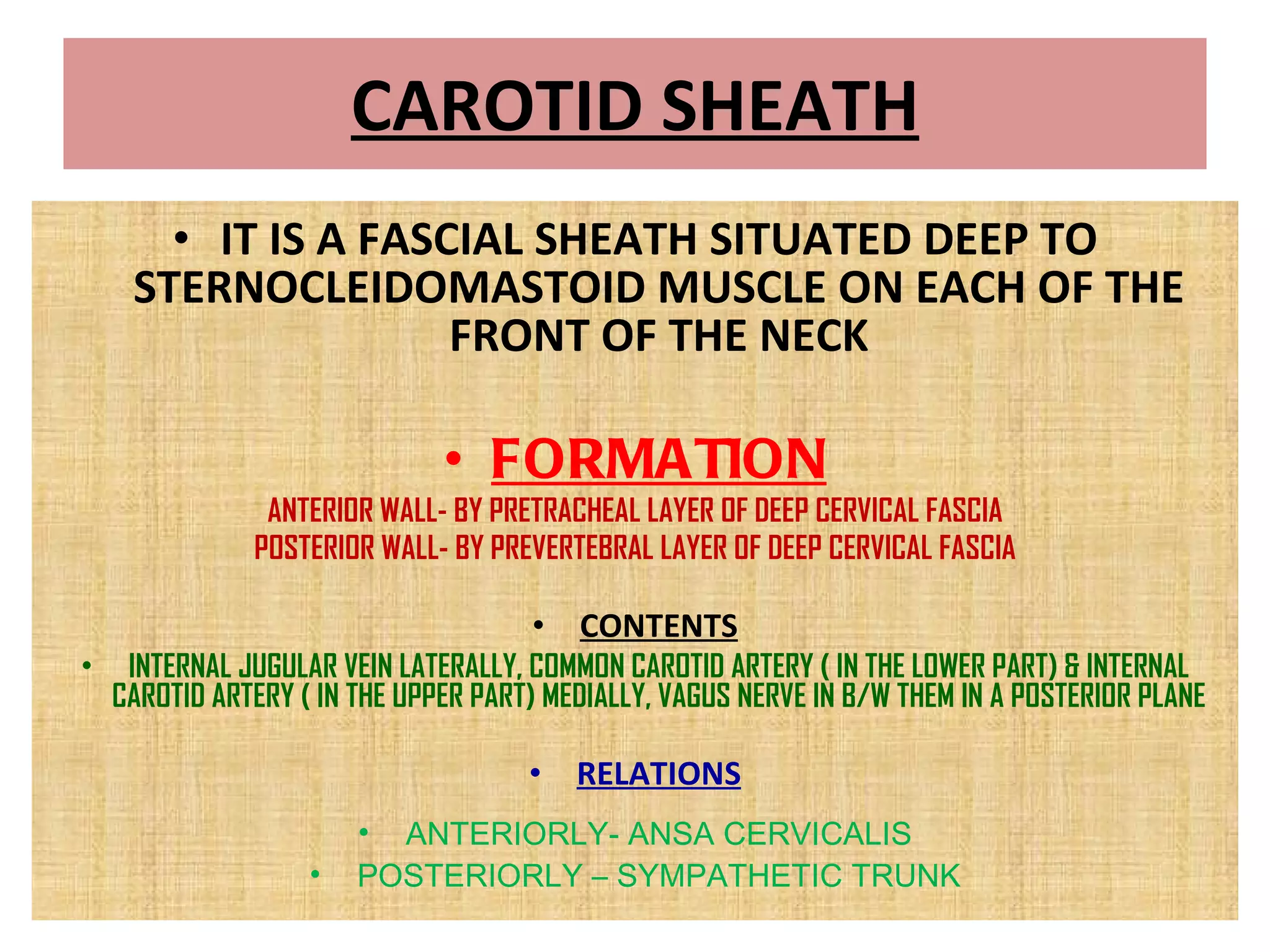 Deep cervical fascia (fascia colli) | PPT