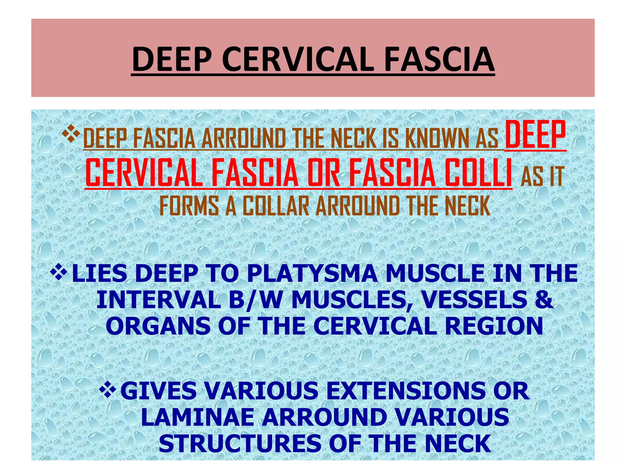 Deep cervical fascia (fascia colli) | PPT