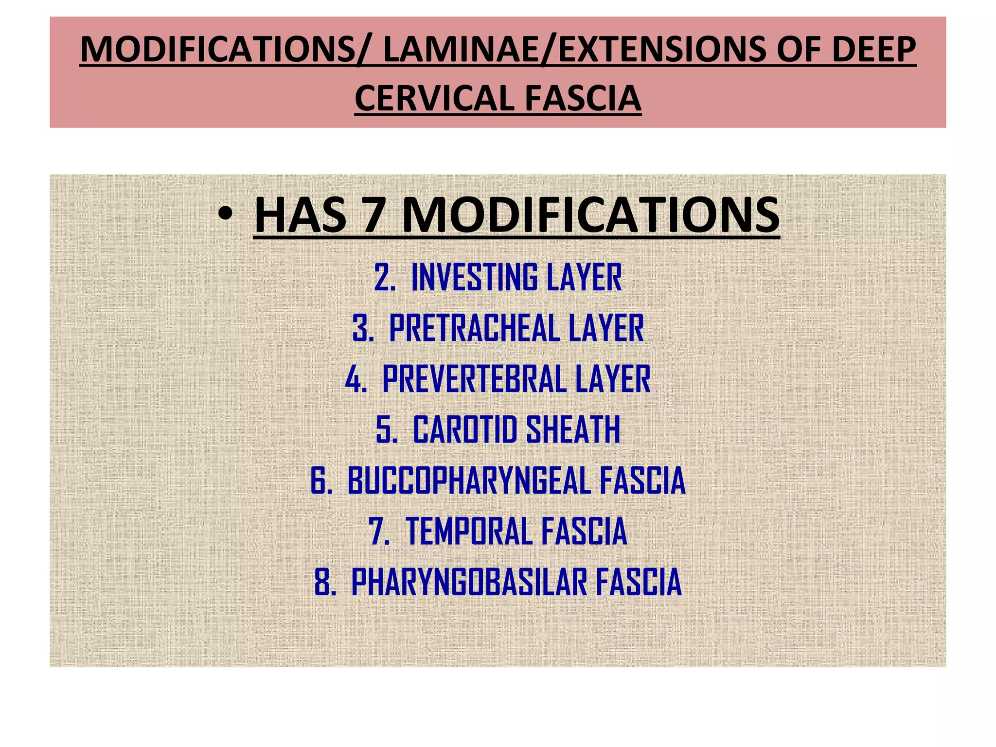 Deep cervical fascia (fascia colli) | PPT
