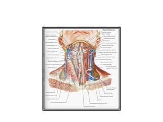 Deep cervical fascia (fascia colli) | PPT