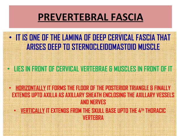 Deep cervical fascia (fascia colli) | PPT | Thyroid Disorders ...