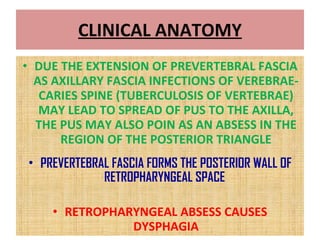 Deep cervical fascia (fascia colli) | PPT
