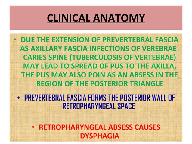 Deep cervical fascia (fascia colli) | PPT | Thyroid Disorders ...