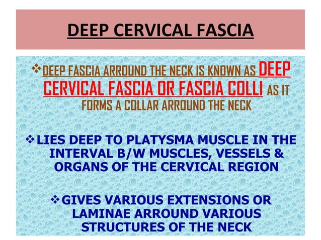 Deep cervical fascia (fascia colli) | PPT | Thyroid Disorders ...