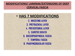 Deep cervical fascia (fascia colli) | PPT