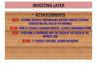 Deep cervical fascia (fascia colli) | PPT