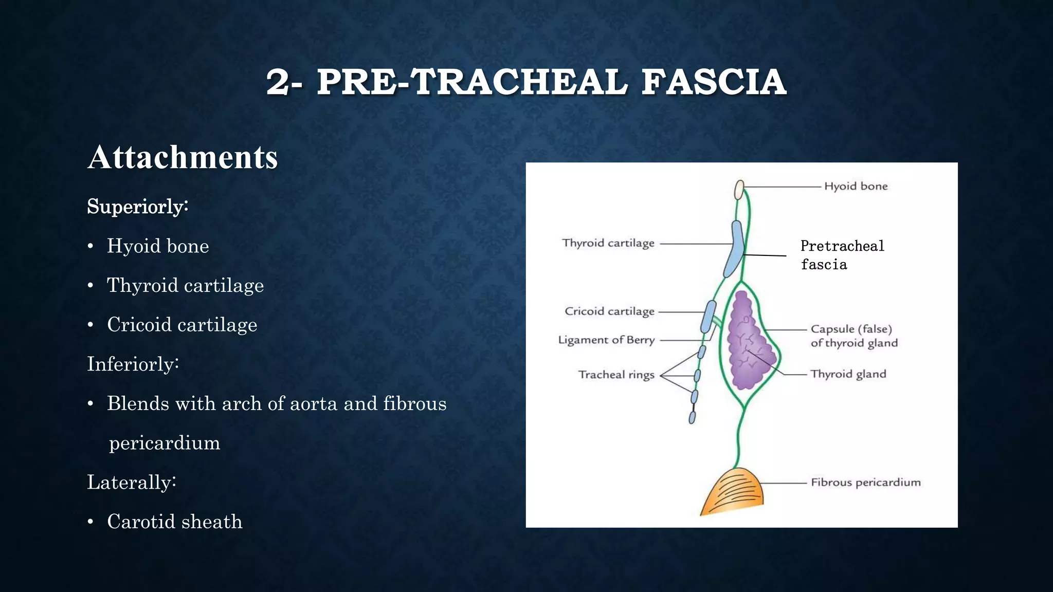 DEEP CERVICAL FASCIA(FASCIA COLLI).pptx