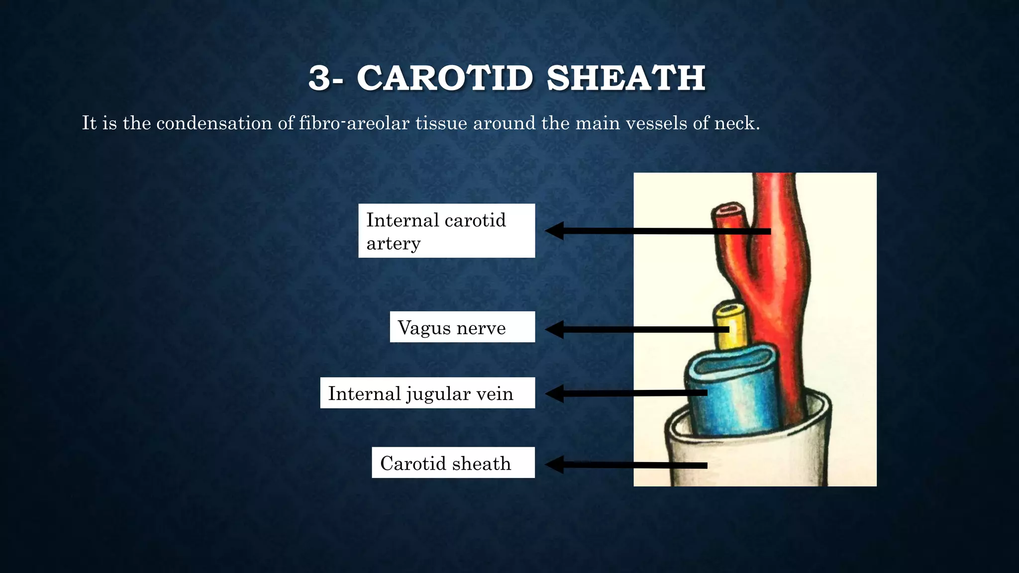 DEEP CERVICAL FASCIA(FASCIA COLLI).pptx