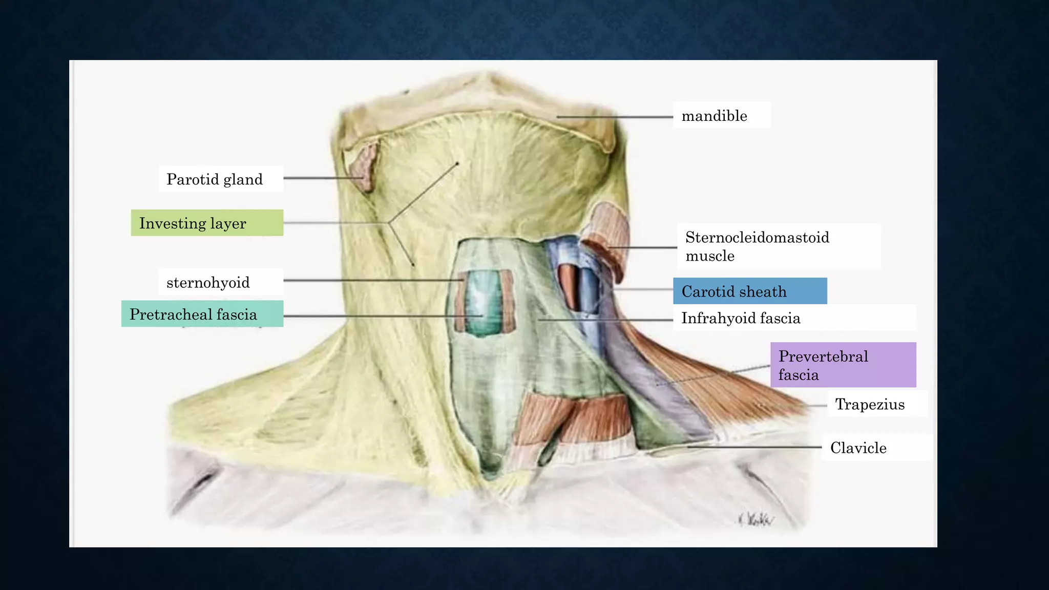 DEEP CERVICAL FASCIA(FASCIA COLLI).pptx