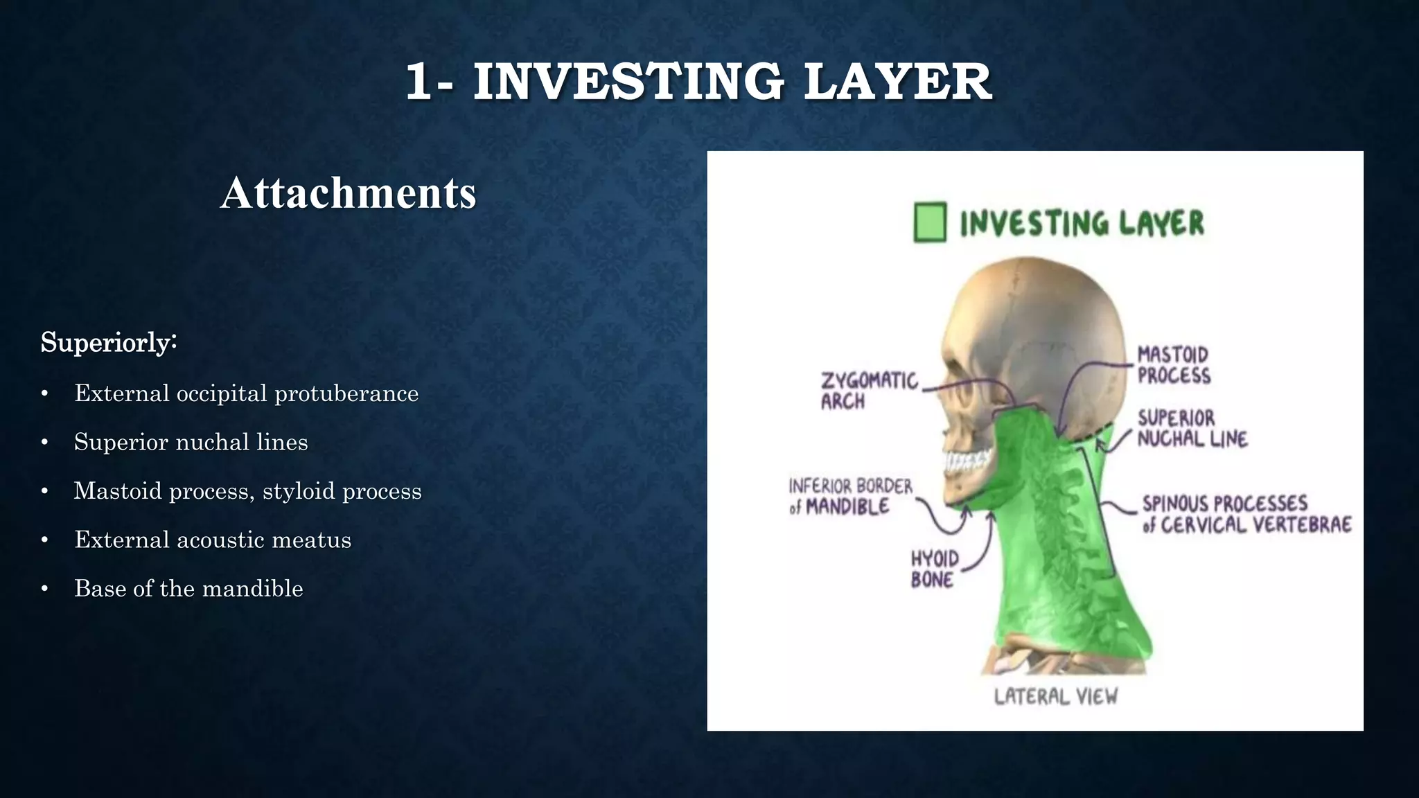 DEEP CERVICAL FASCIA(FASCIA COLLI).pptx