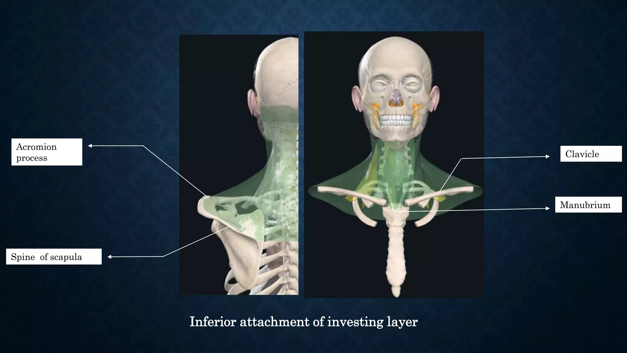 DEEP CERVICAL FASCIA(FASCIA COLLI).pptx