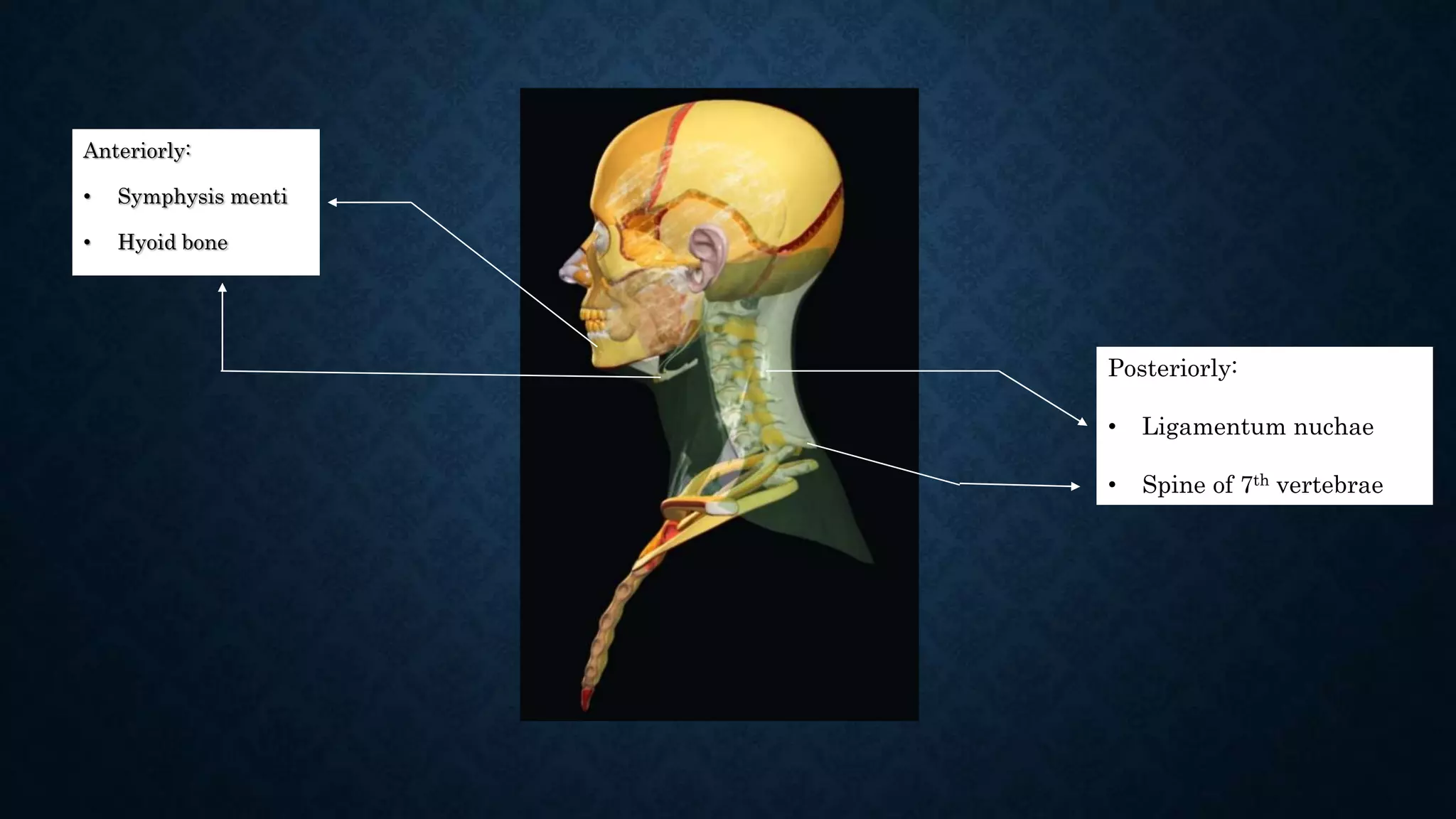 DEEP CERVICAL FASCIA(FASCIA COLLI).pptx