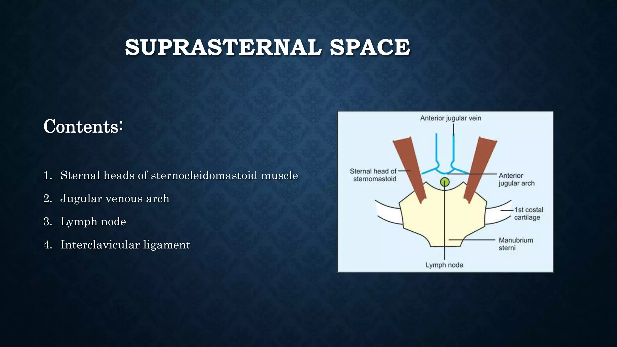 DEEP CERVICAL FASCIA(FASCIA COLLI).pptx