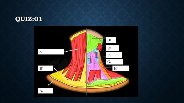 DEEP CERVICAL FASCIA(FASCIA COLLI).pptx