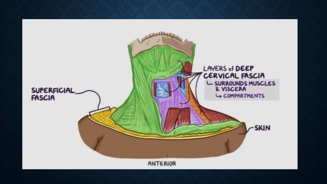 DEEP CERVICAL FASCIA(FASCIA COLLI).pptx