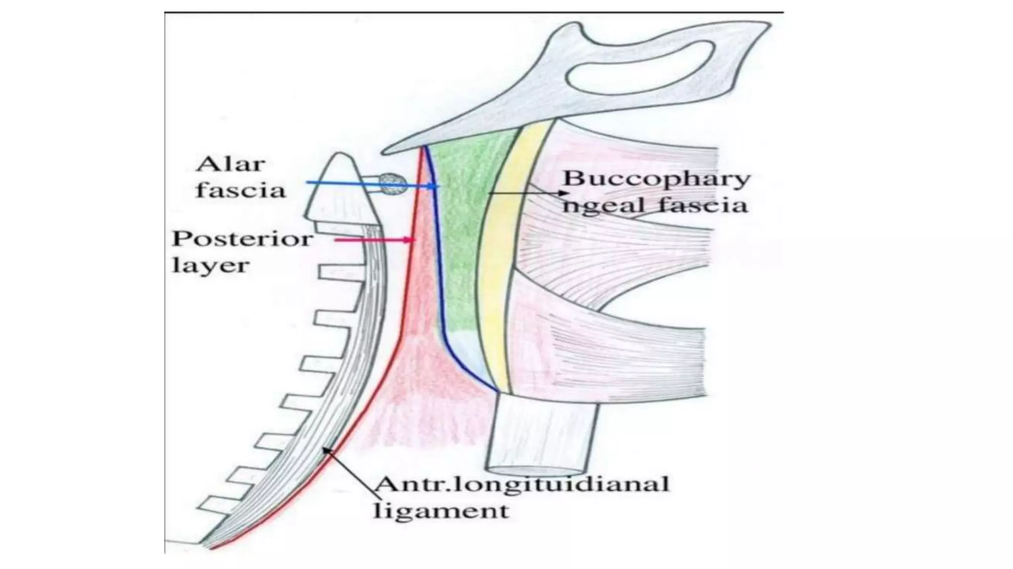 Deep cervical fascia of neck.pptx