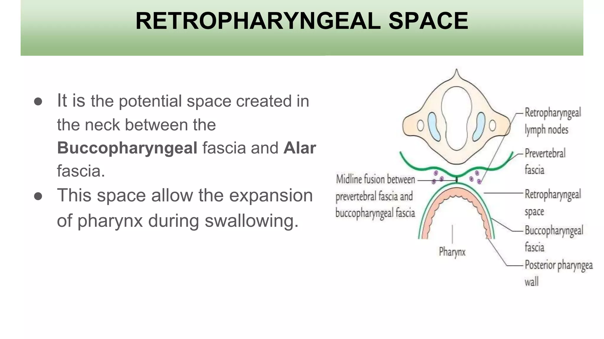 Deep cervical fascia of neck.pptx