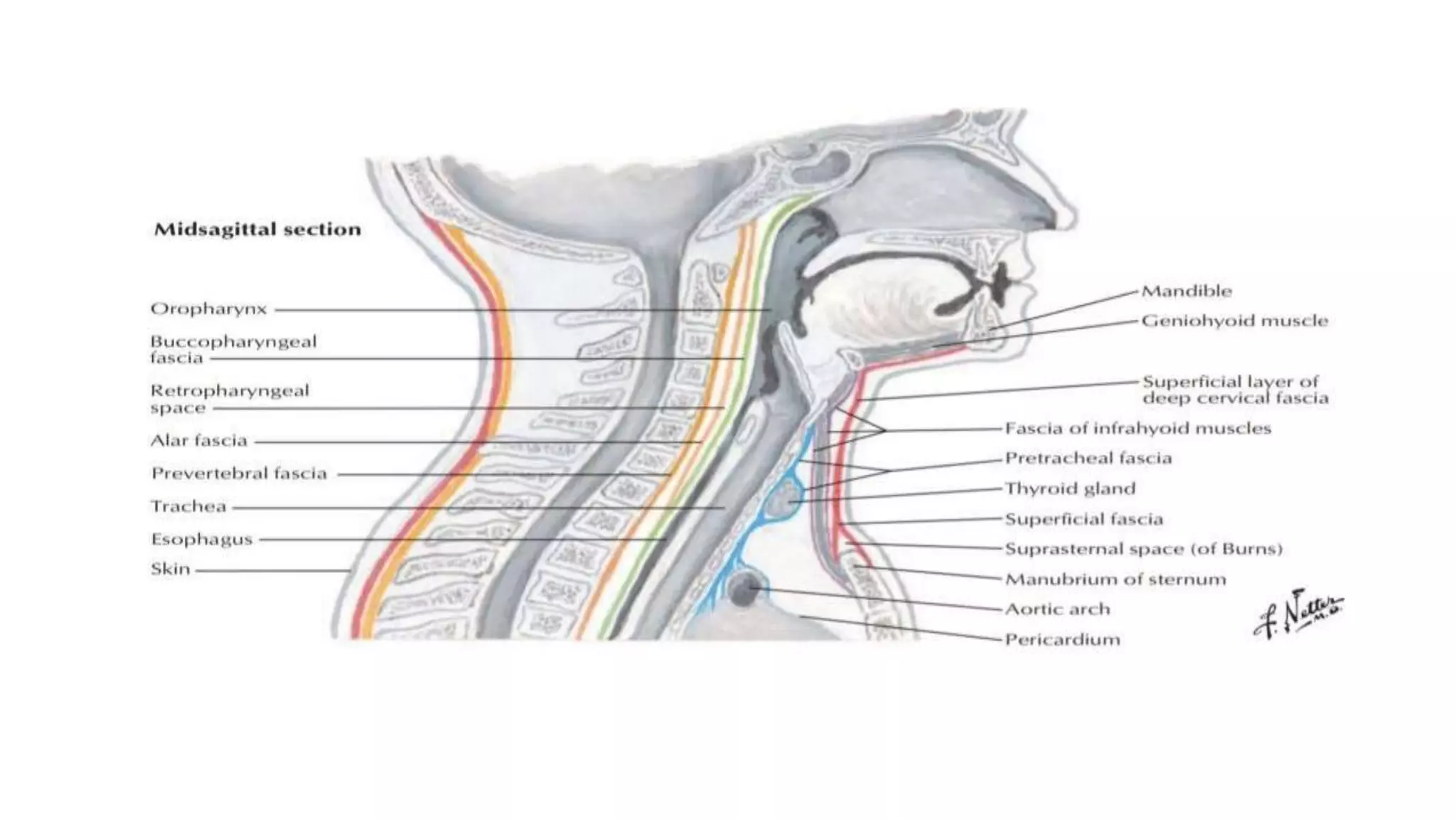 Deep cervical fascia of neck.pptx