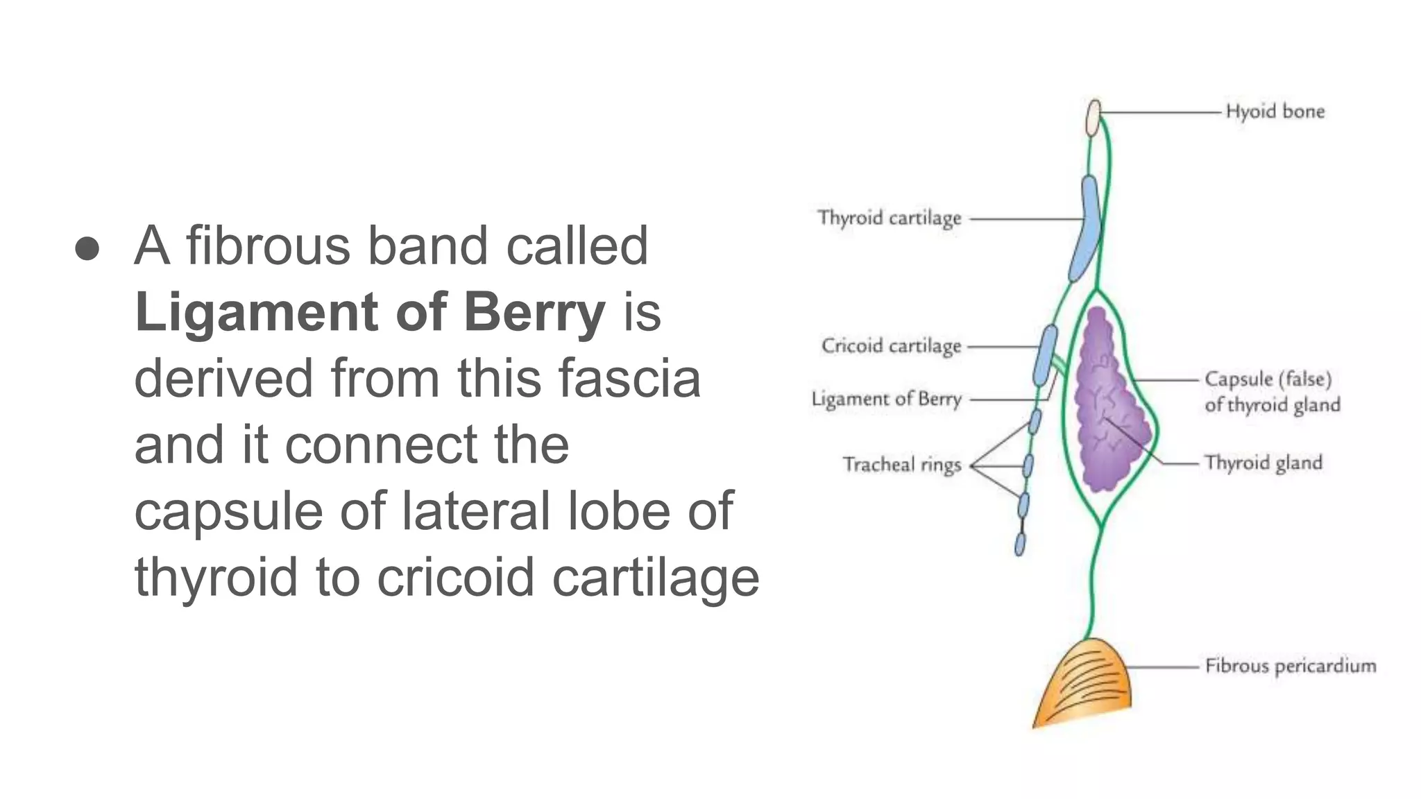 Deep cervical fascia of neck.pptx