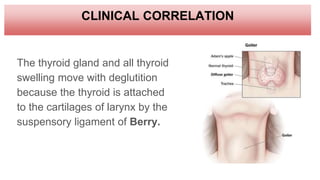 Deep cervical fascia of neck.pptx