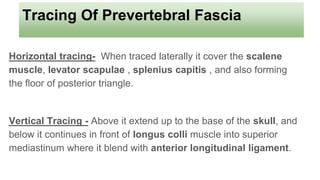 Deep cervical fascia of neck.pptx