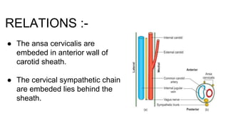 Deep cervical fascia of neck.pptx