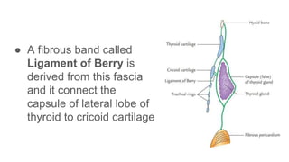 Deep cervical fascia of neck.pptx